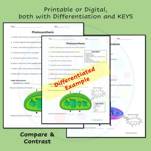 Photosynthesis & Cellular Respiration Worksheet Set of 5 | Made By Teachers
