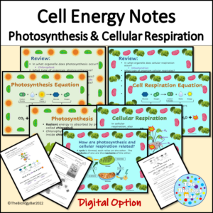 Photosynthesis & Cellular Respiration Notes | Made By Teachers