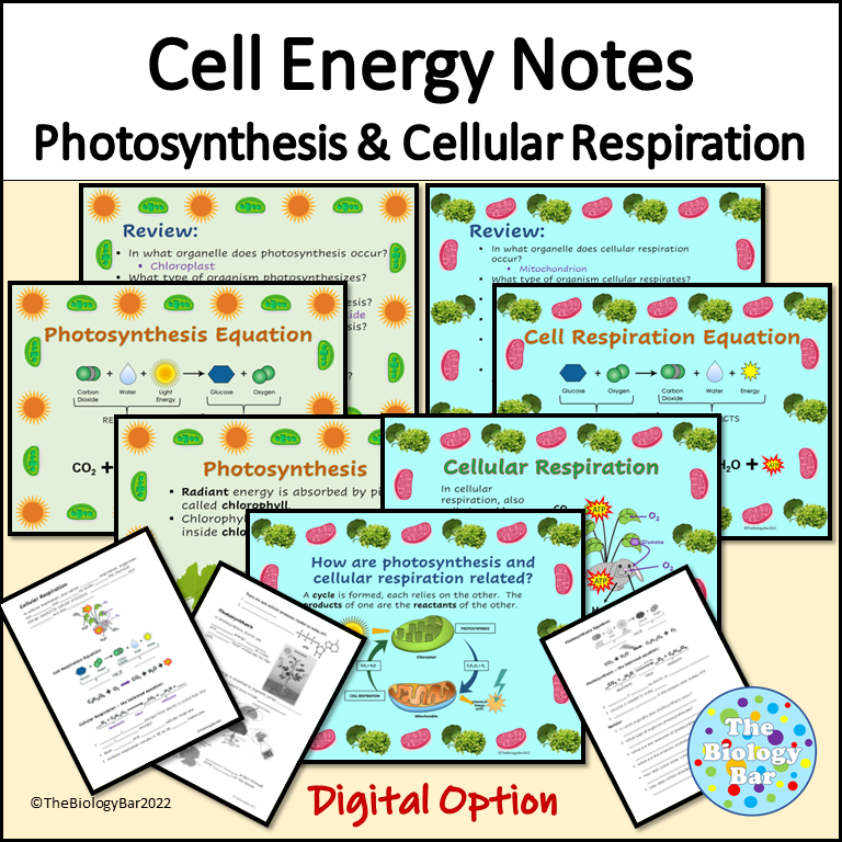 Photosynthesis Cellular Respiration Notes Made By Teachers Photosynthesis Cellular Respiration Notes Made By Teachers