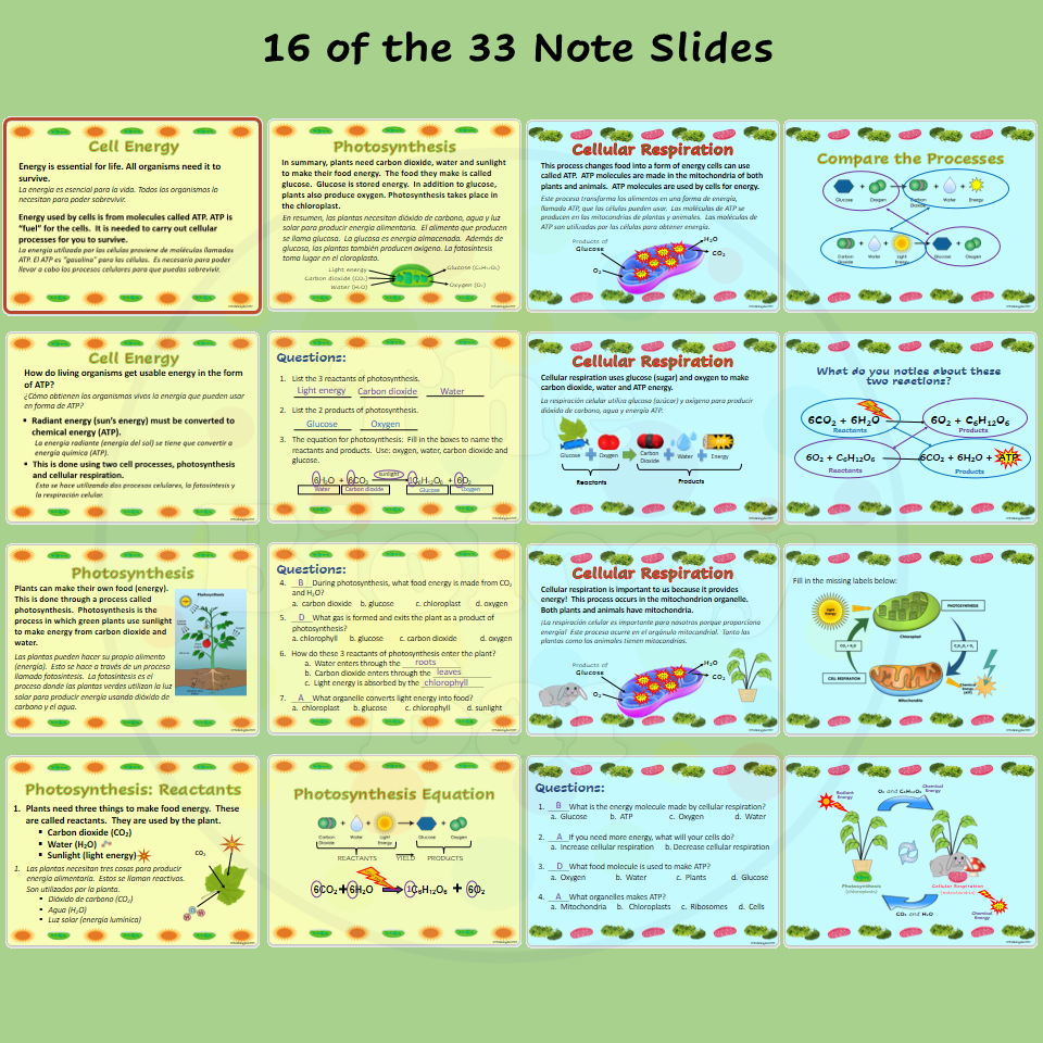 Photosynthesis & Cellular Respiration Notes | Made By Teachers
