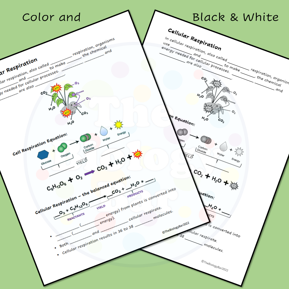 Photosynthesis & Cellular Respiration Notes | Made By Teachers