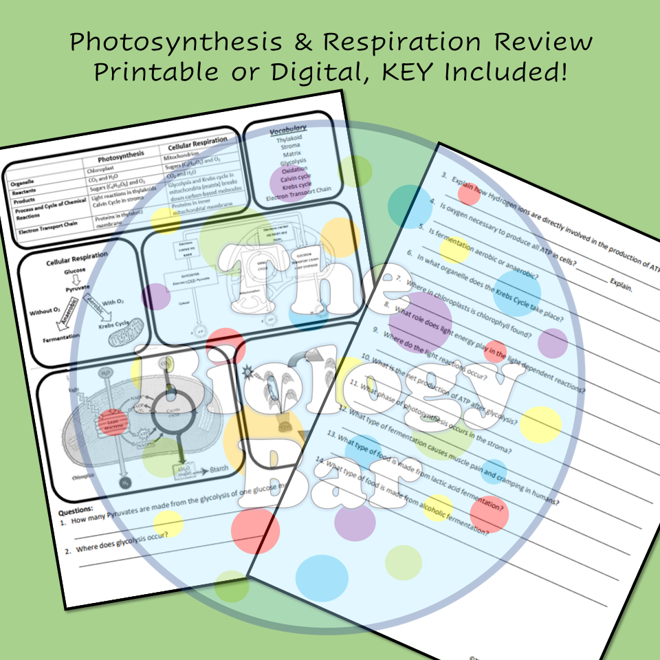 Photosynthesis & Cellular Respiration Review and Test | Made By Teachers