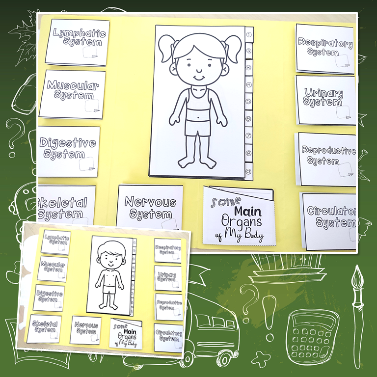 Human Body System and Some Main Organs Lapbook | Made By Teachers