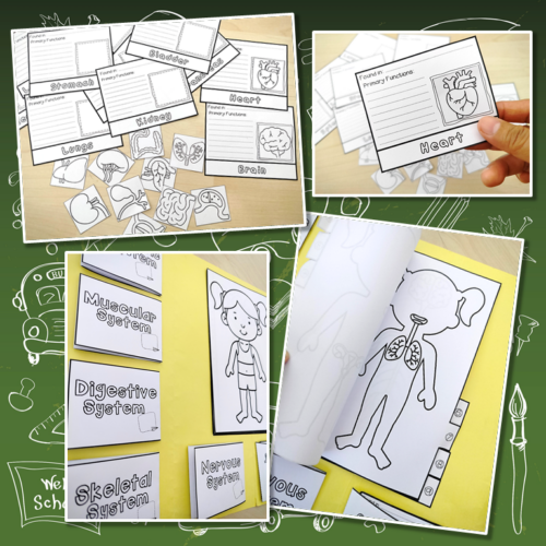 Human Body System and Some Main Organs Lapbook | Made By Teachers
