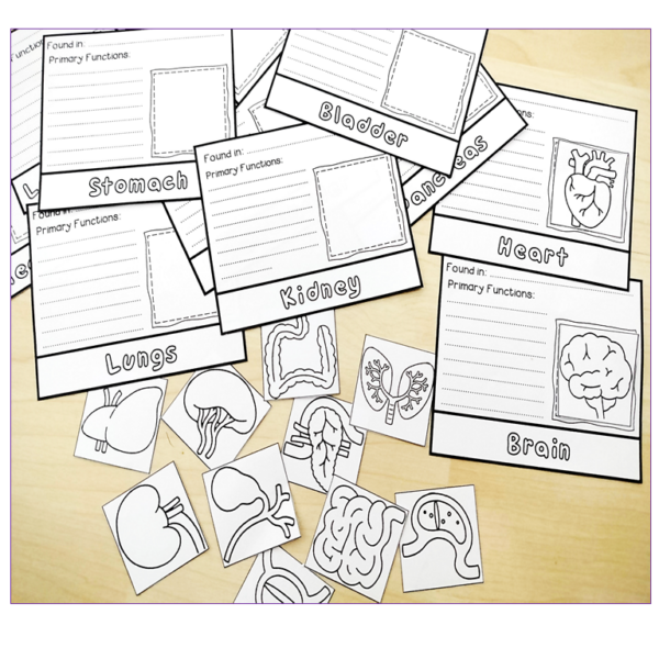 Human Body System and Some Main Organs Lapbook - Made By Teachers
