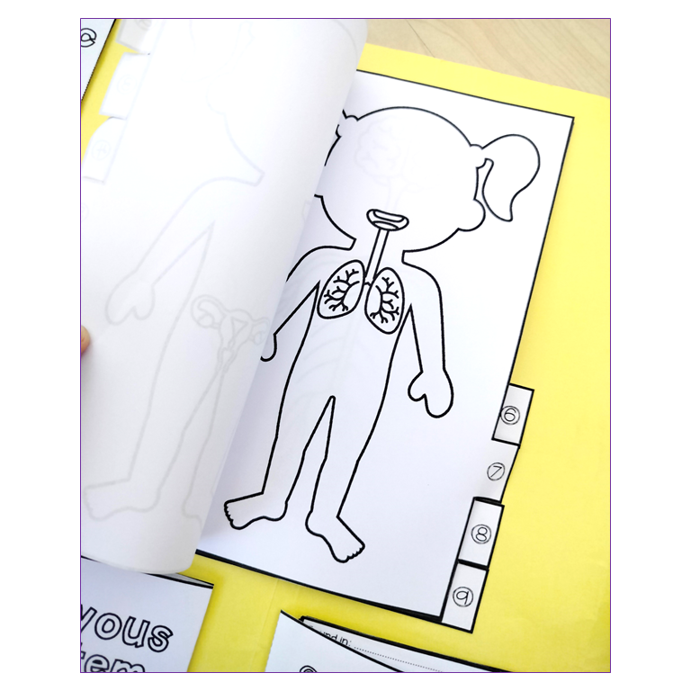 Human Body System and Some Main Organs Lapbook | Made By Teachers