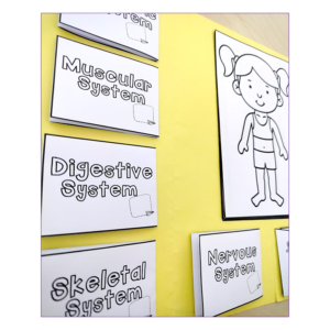 Human Body System and Some Main Organs Lapbook | Made By Teachers