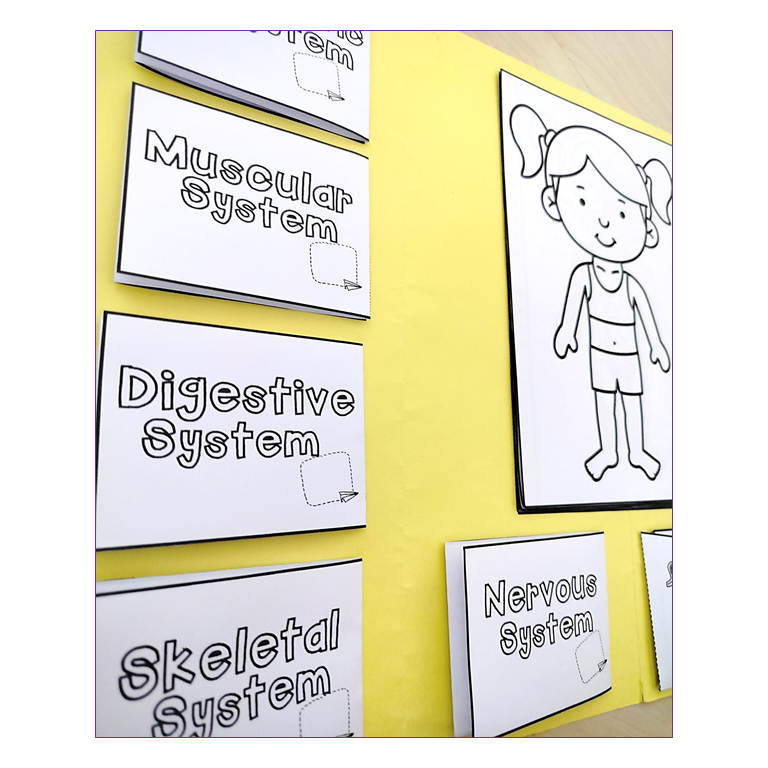 Human Body System and Some Main Organs Lapbook | Made By Teachers