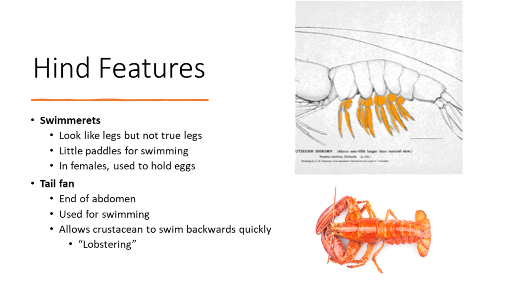 Apologia Zoology 2 Swimming Creatures Chapter 8 Crustaceans EDITABLE ...