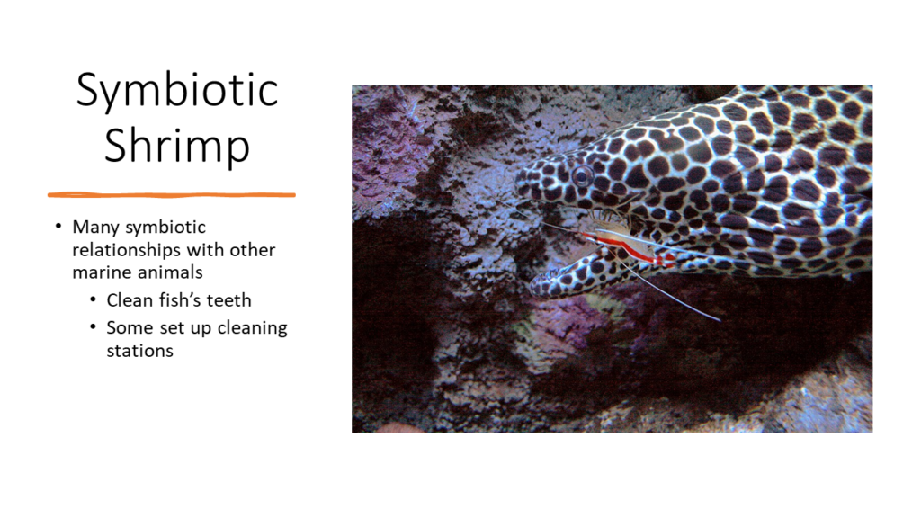 Apologia Zoology 2 Swimming Creatures Chapter 8 Crustaceans EDITABLE ...