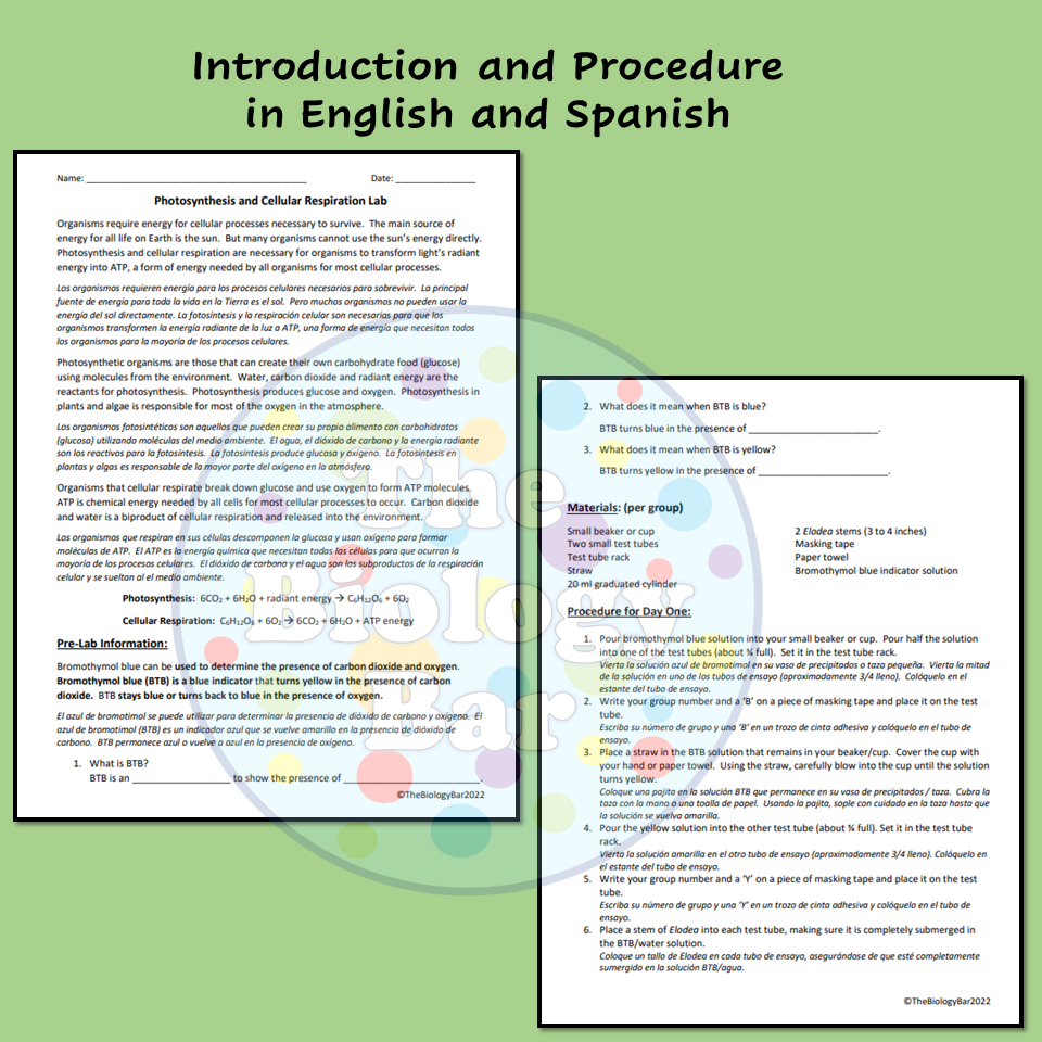 ESL Biology Photosynthesis and Cellular Respiration Lab | Made By Teachers