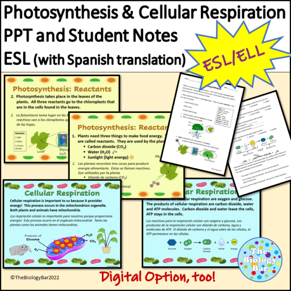 ESL Biology Photosynthesis and Cellular Respiration Notes - Made By ...