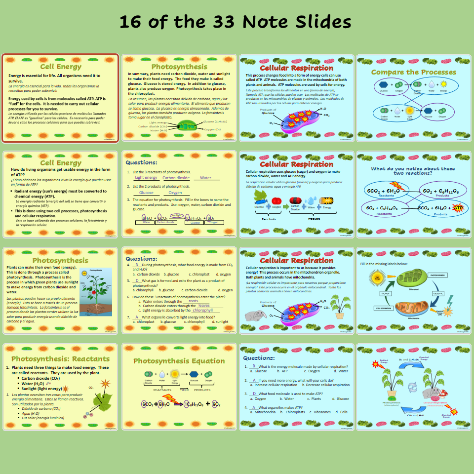 ESL Biology Photosynthesis and Cellular Respiration Notes | Made By ...