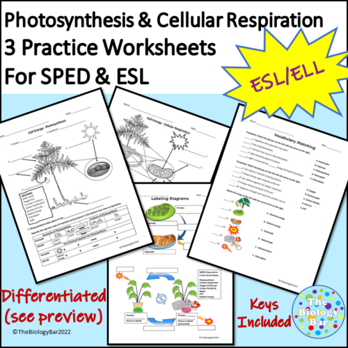 ESL Biology Photosynthesis and Cellular Respiration 3 Worksheets | Made ...