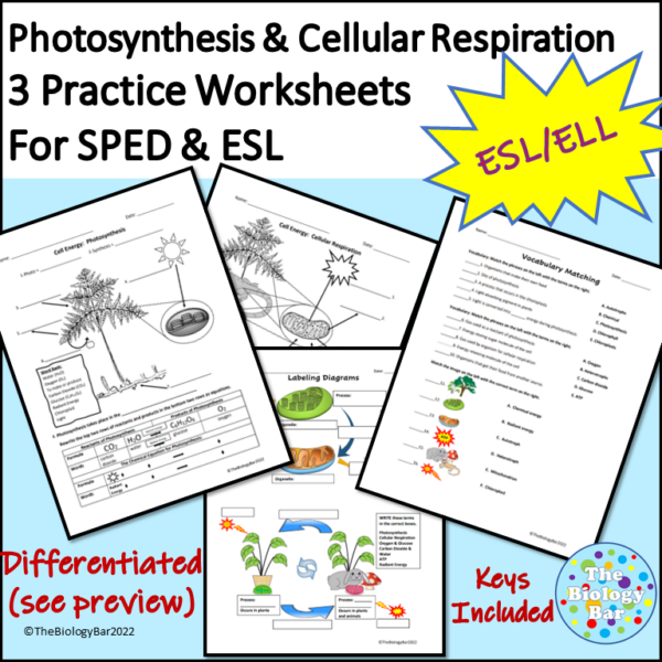 ESL Biology Photosynthesis and Cellular Respiration 3 Worksheets | Made ...