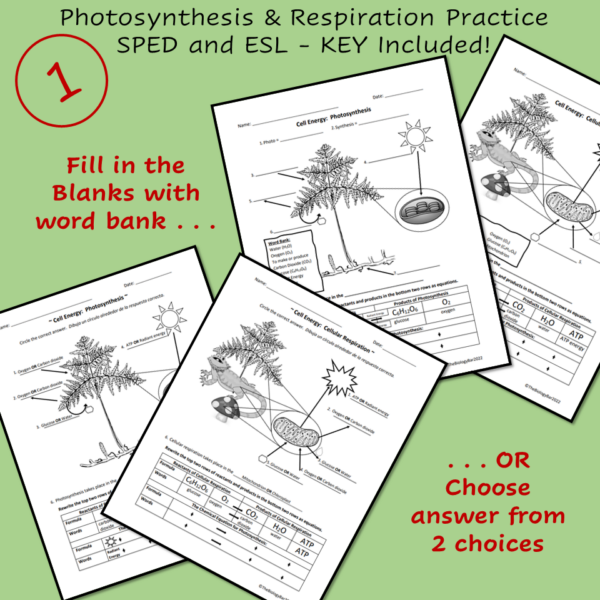 ESL Biology Photosynthesis and Cellular Respiration 3 Worksheets | Made ...