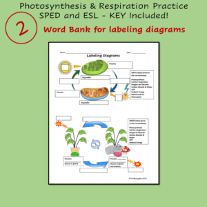 ESL Biology Photosynthesis and Cellular Respiration 3 Worksheets | Made ...
