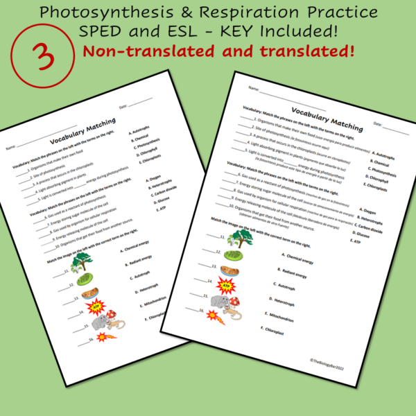 ESL Biology Photosynthesis and Cellular Respiration 3 Worksheets | Made ...