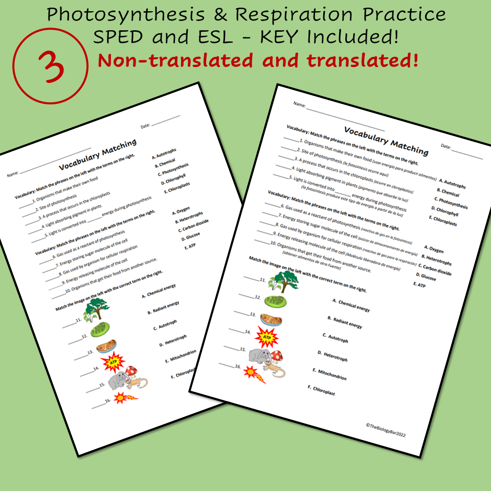 ESL Biology Photosynthesis and Cellular Respiration 3 Worksheets | Made ...