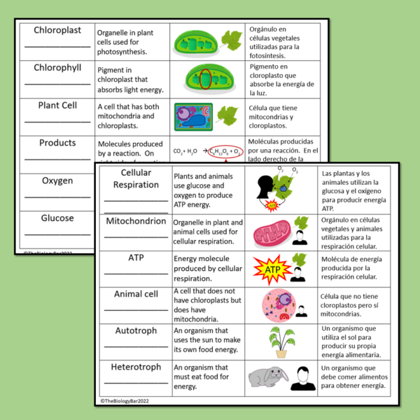 ESL Biology Photosynthesis and Cellular Respiration Vocabulary Notes ...