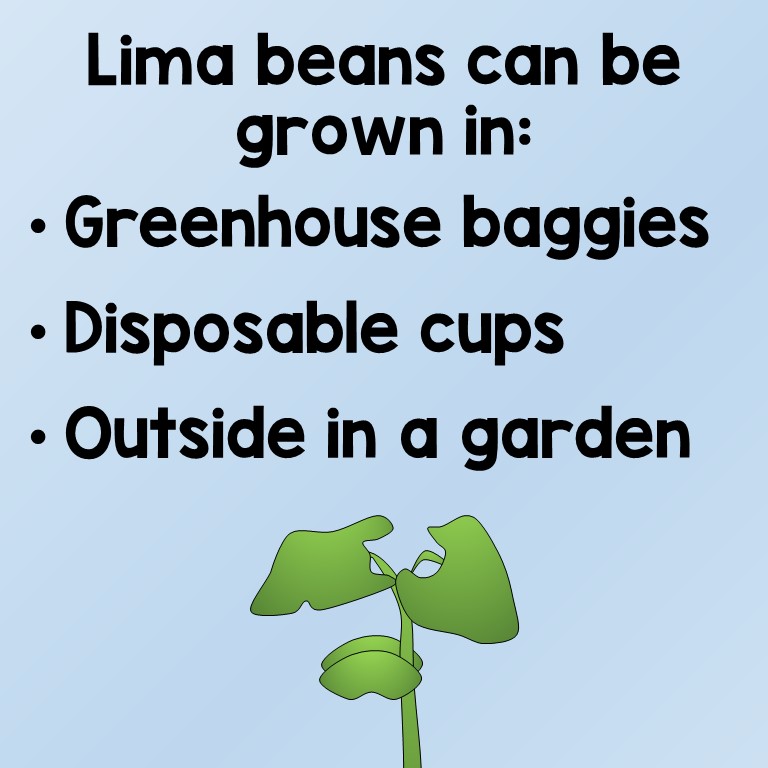 Activities for Growing Lima Beans | A Chart to Track the Days | Made By ...