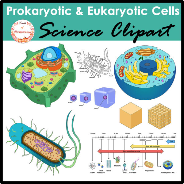 Prokaryotic Bacteria Cells and Eukaryotic Animal and Plant Cells ...