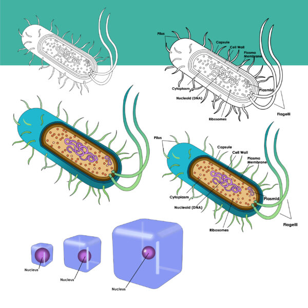 Prokaryotic Bacteria Cells and Eukaryotic Animal and Plant Cells ...