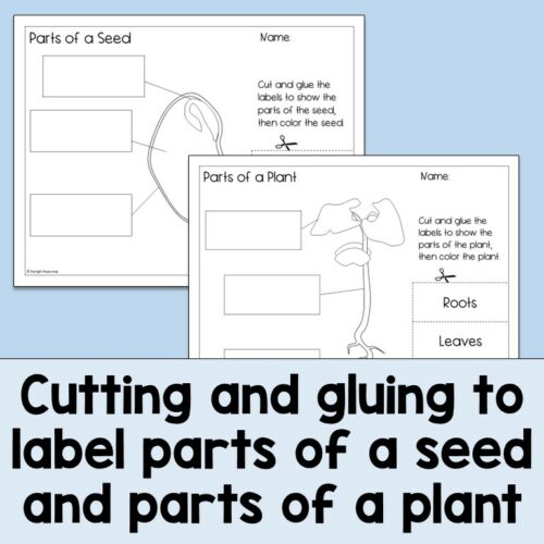 Lima Bean Plant Activities | Coloring and Cut and Glue Labeling | Made ...