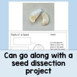 Lima Bean Plant Activities | Coloring and Cut and Glue Labeling | Made ...