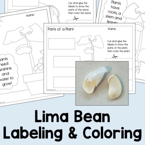 Lima Bean BUNDLE Fun Activities While Growing Lima Bean Plants | Made ...