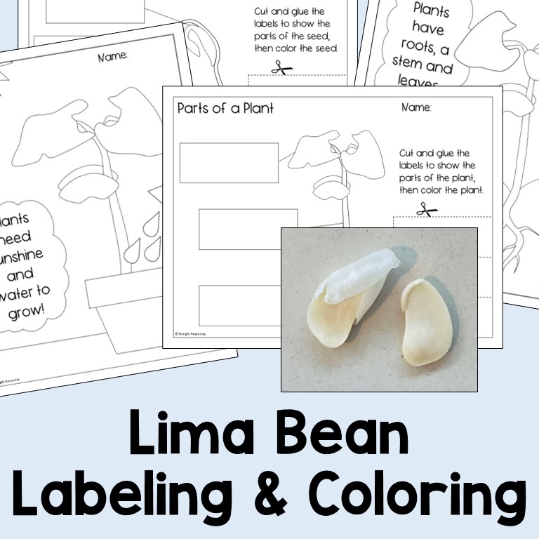 Lima Bean BUNDLE Fun Activities While Growing Lima Bean Plants | Made ...