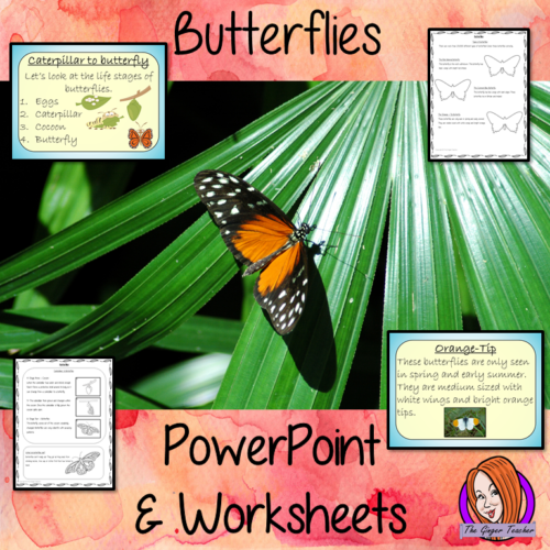Butterflies Lesson PowerPoint and Worksheets | Made By Teachers