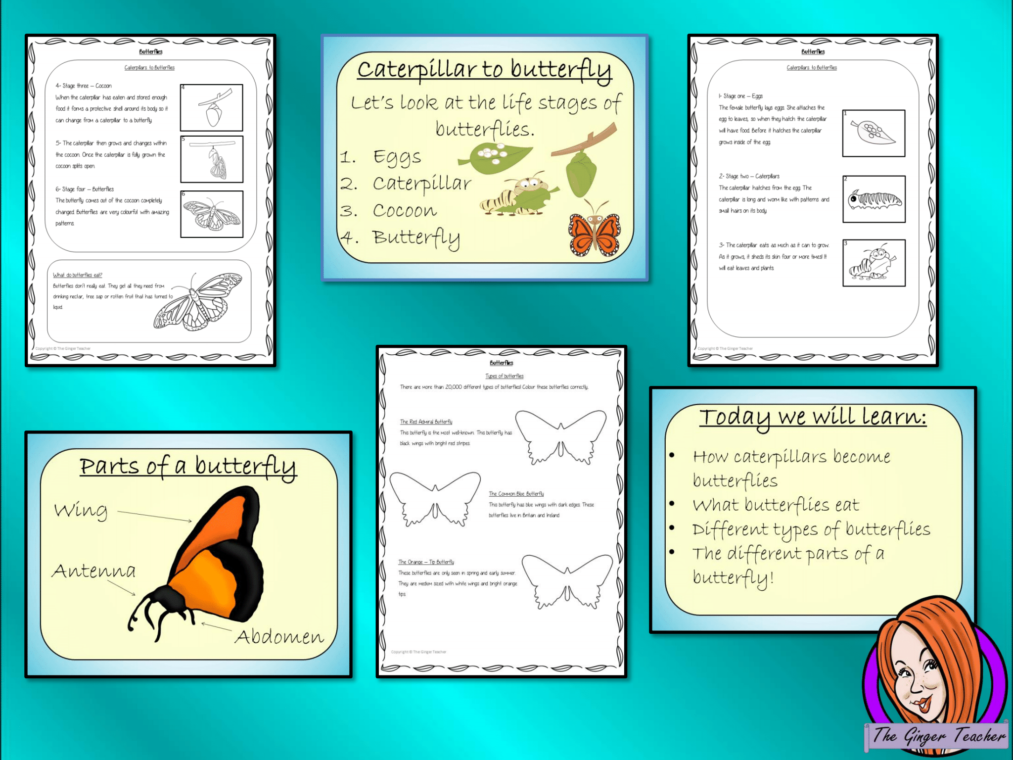 Butterflies Lesson PowerPoint and Worksheets | Made By Teachers
