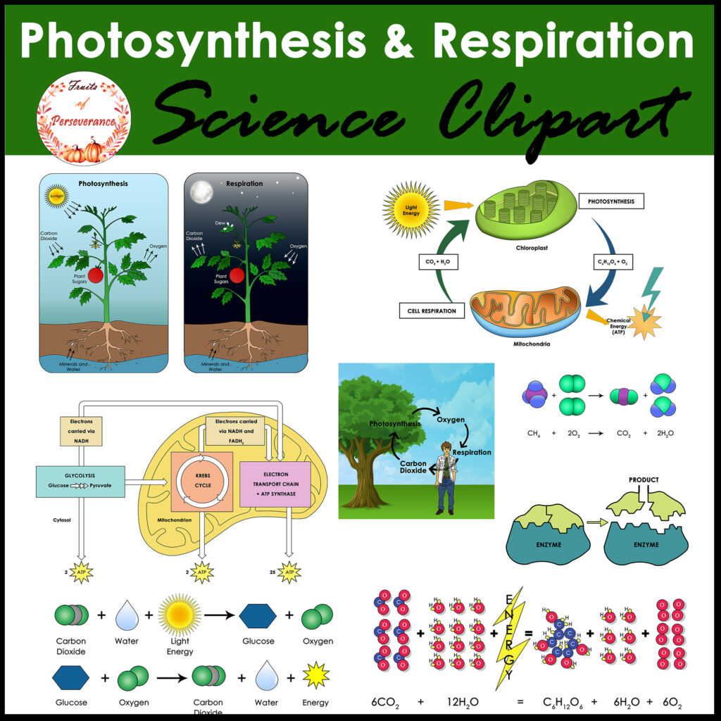 Photosynthesis And Cellular Respiration Clipart And Diagrams Made By photosynthesis-and-cellular-respiration-clipart-and-diagrams-made-by