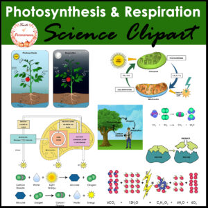 Photosynthesis and Cellular Respiration Clipart and Diagrams | Made By ...