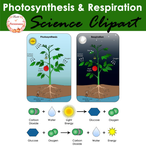 Photosynthesis and Cellular Respiration Clipart and Diagrams | Made By ...