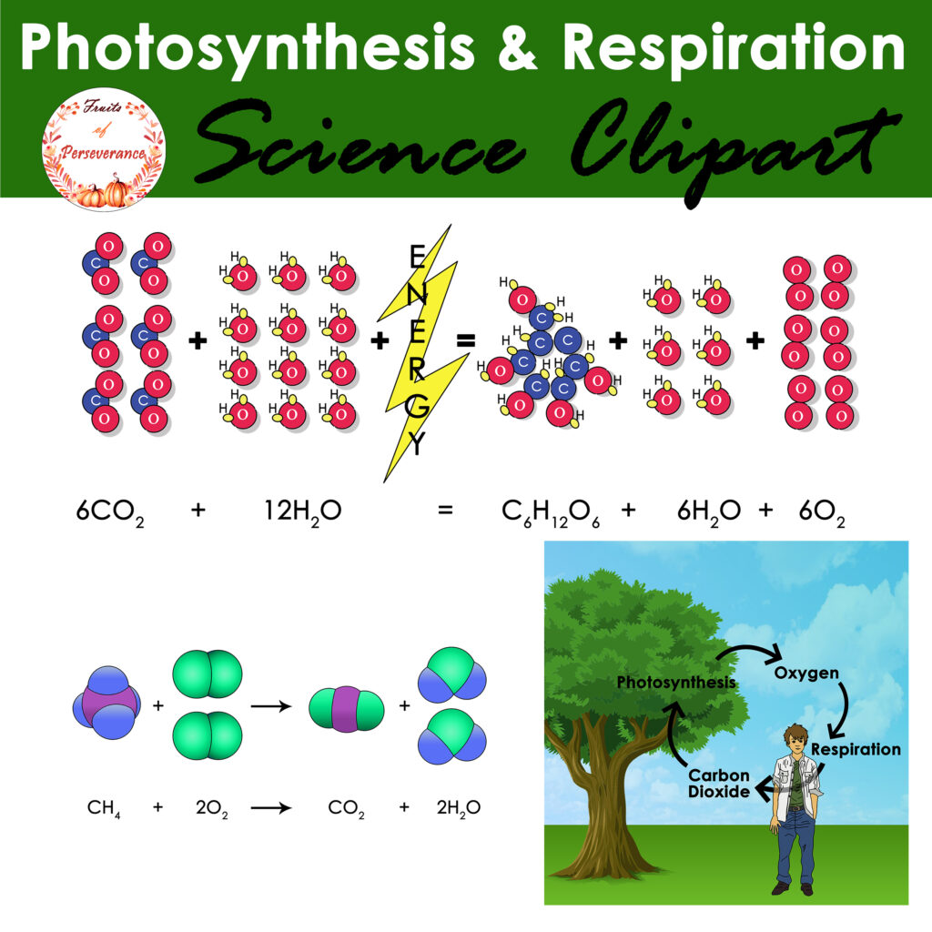 Photosynthesis and Cellular Respiration Clipart and Diagrams | Made By ...