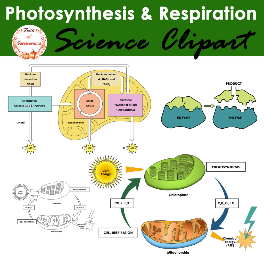 Photosynthesis and Cellular Respiration Clipart and Diagrams | Made By ...