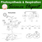 Photosynthesis and Cellular Respiration Clipart and Diagrams - Made By ...