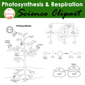 Photosynthesis and Cellular Respiration Clipart and Diagrams | Made By ...