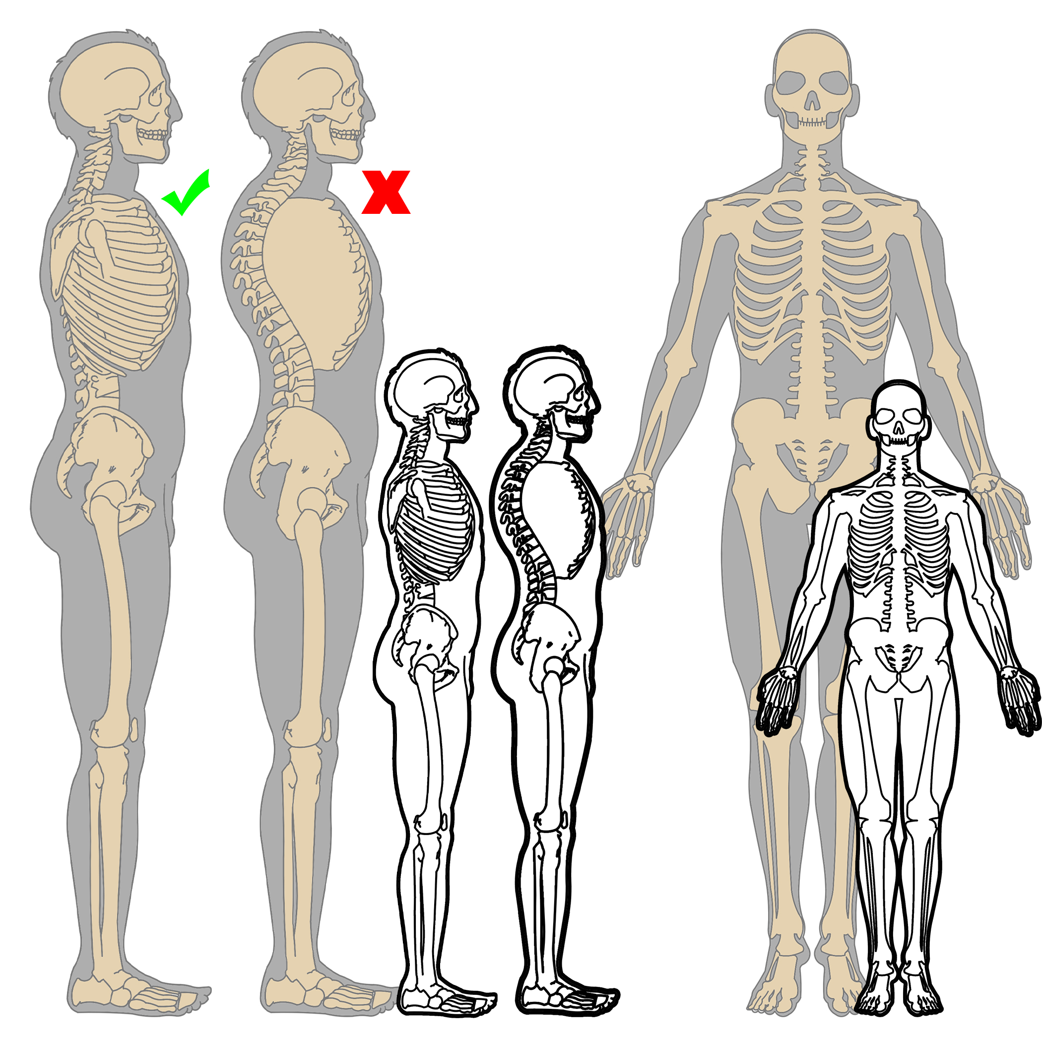 Body Posture of Skeleton Clipart | Skeletal System Anatomy ...