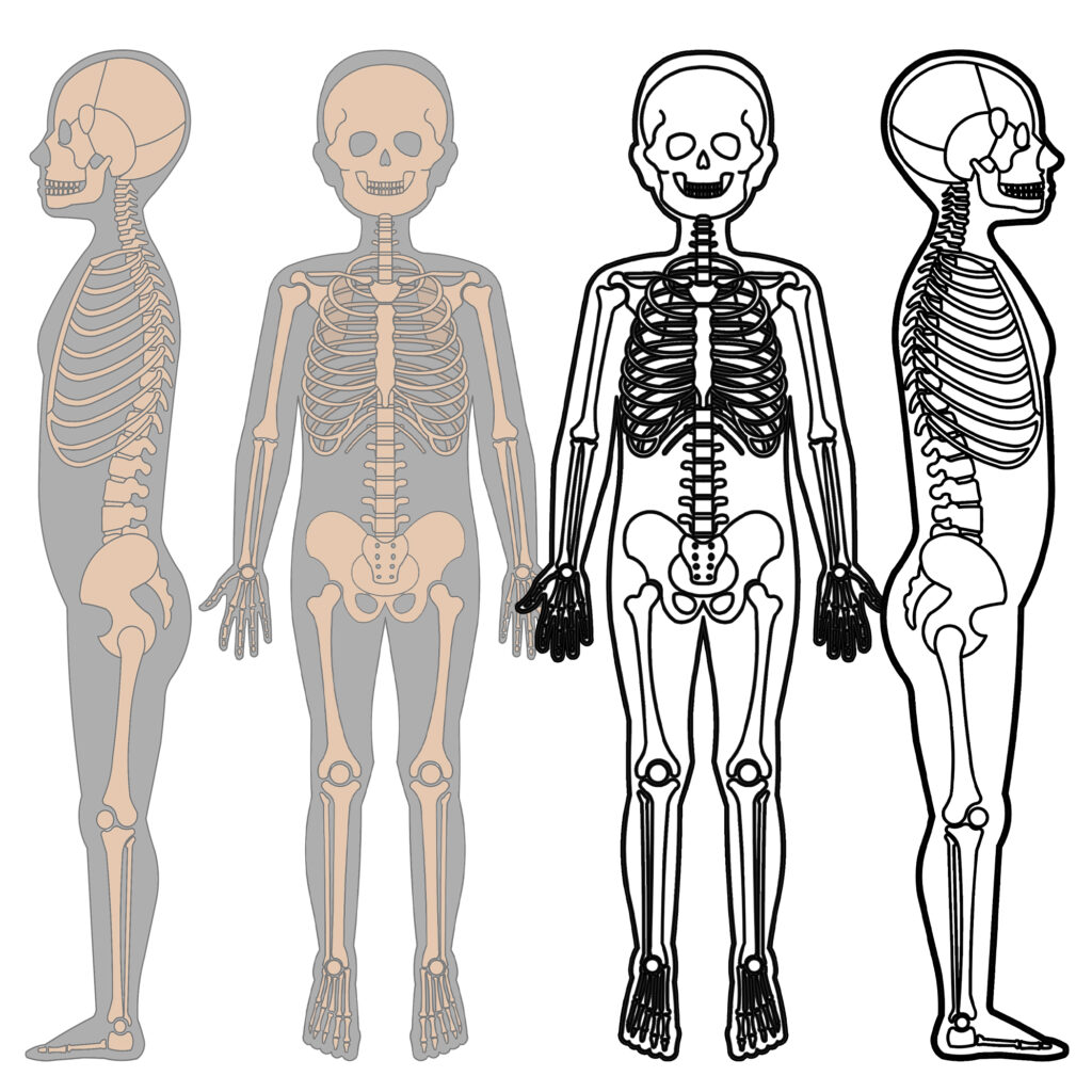 Body Posture of Skeleton Clipart | Skeletal System Anatomy ...