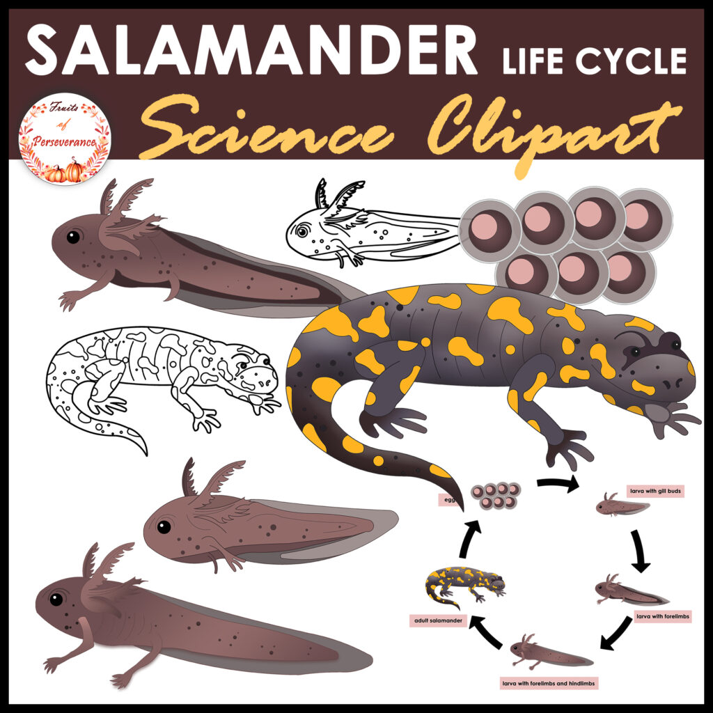 Salamander Life Cycle Clipart | Amphibians Clip Art | Made By Teachers