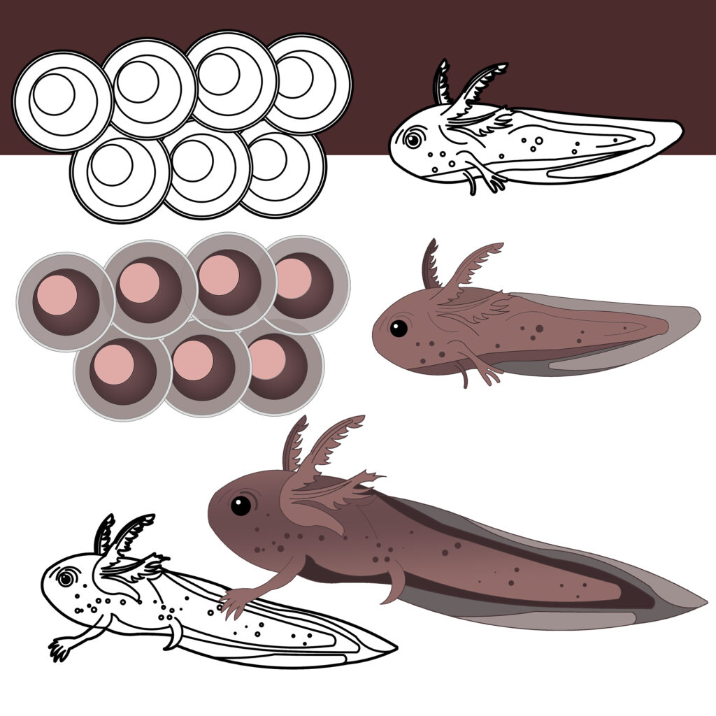 Salamander Life Cycle Clipart | Amphibians Clip Art - Made By Teachers