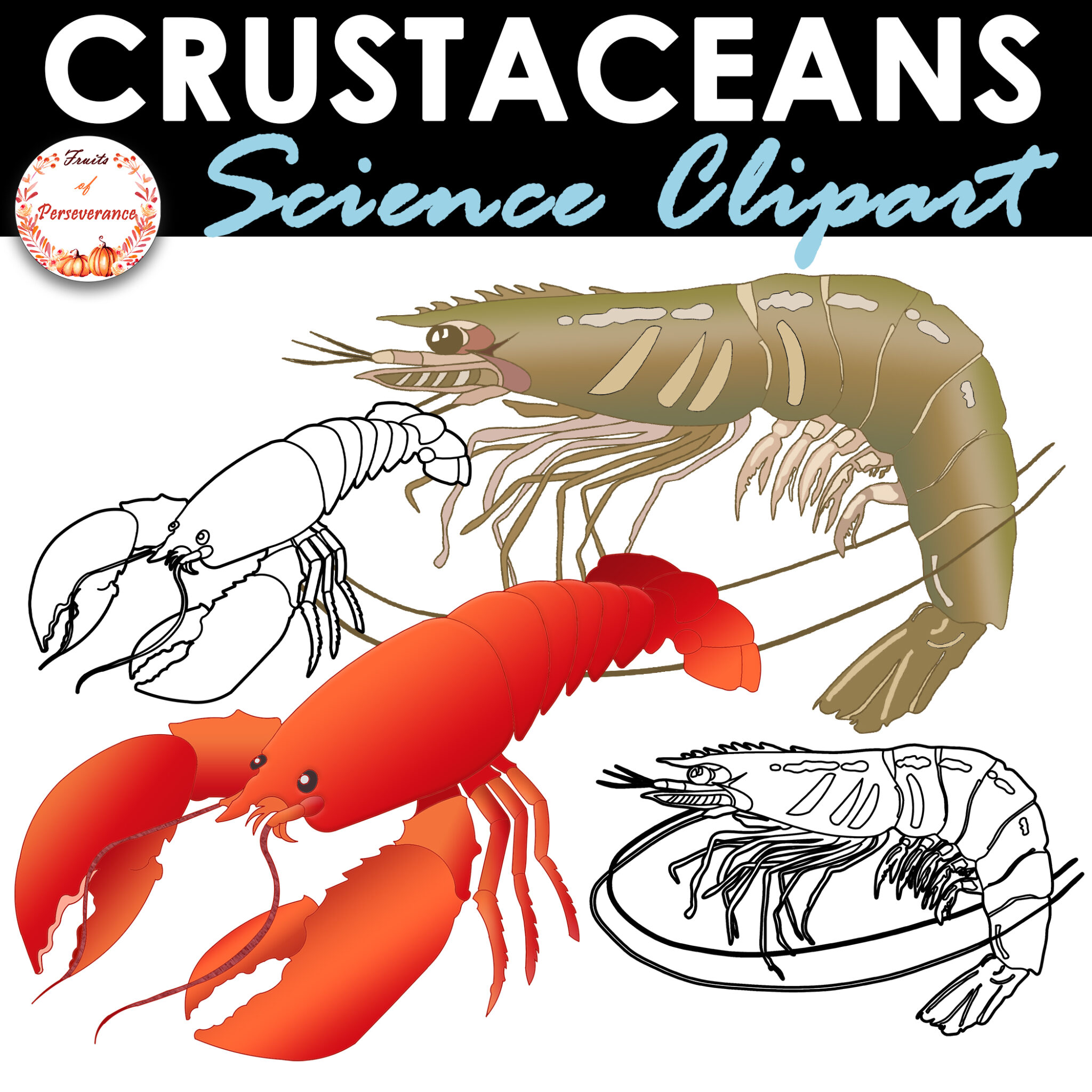 Realistic Arthropods and Crustaceans Clipart | Mangroves and Wetlands ...