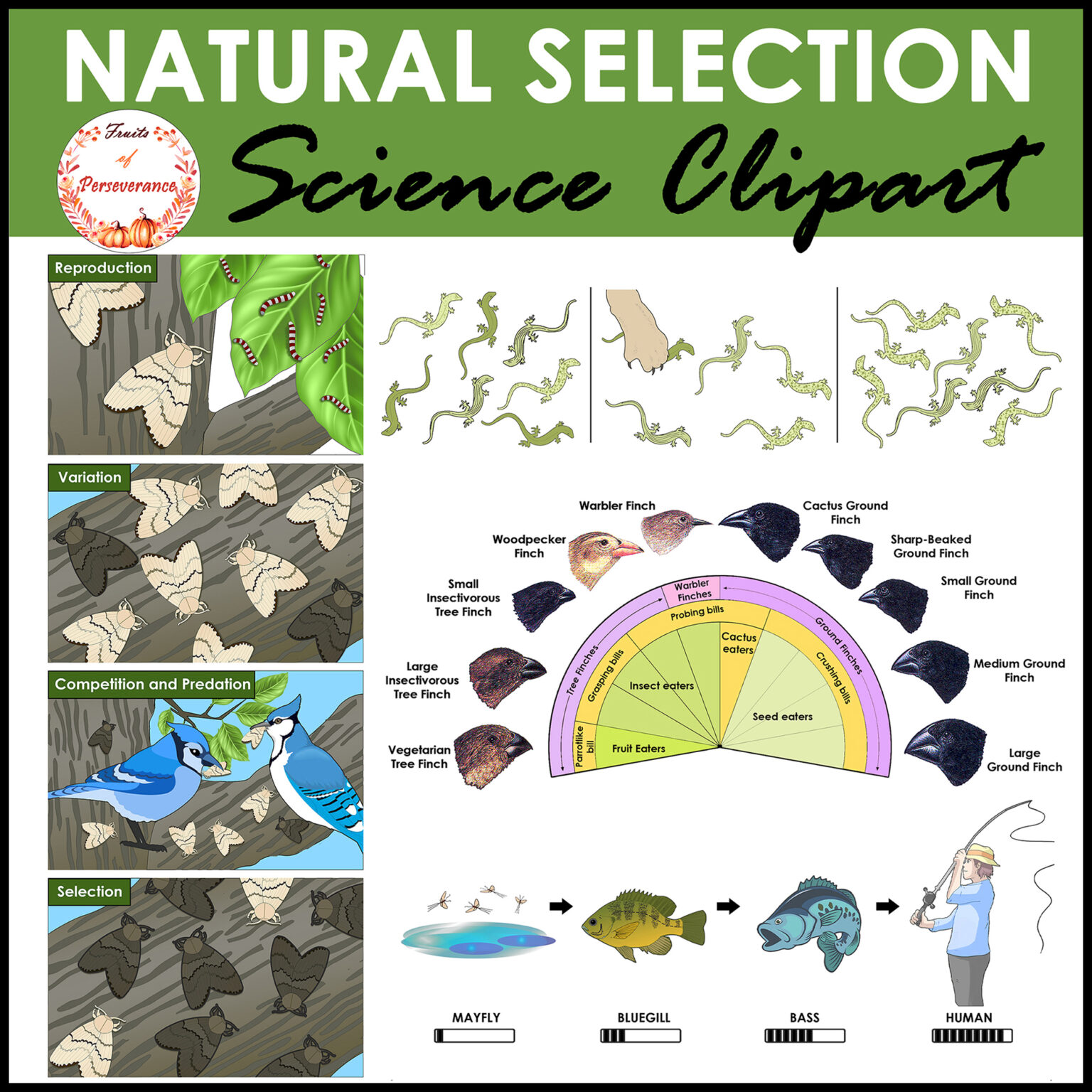 Natural Selection Clipart and Diagrams | Bird Beaks and Moths Clip art ...