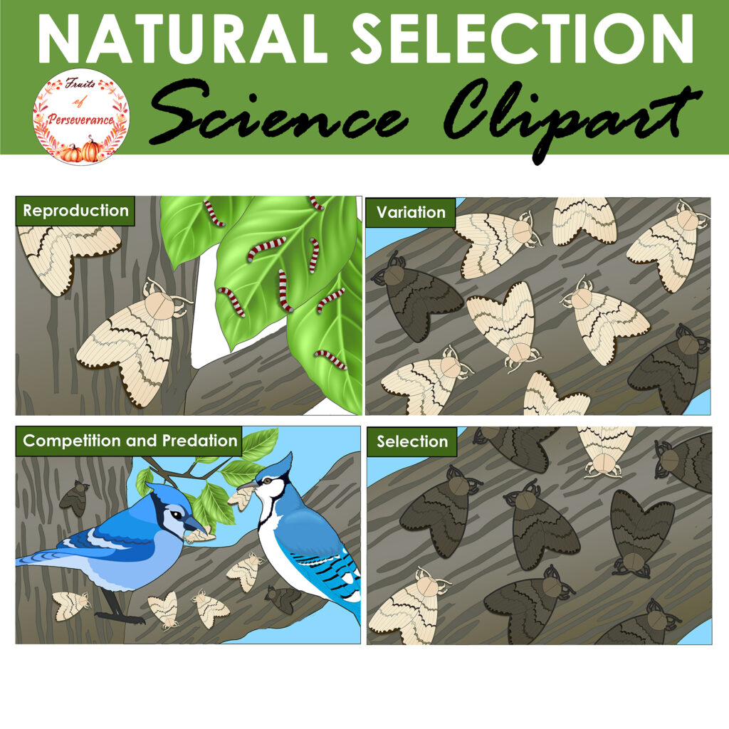 Natural Selection Clipart and Diagrams | Bird Beaks and Moths Clip art ...