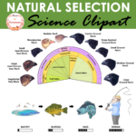 Natural Selection Clipart and Diagrams | Bird Beaks and Moths Clip art ...