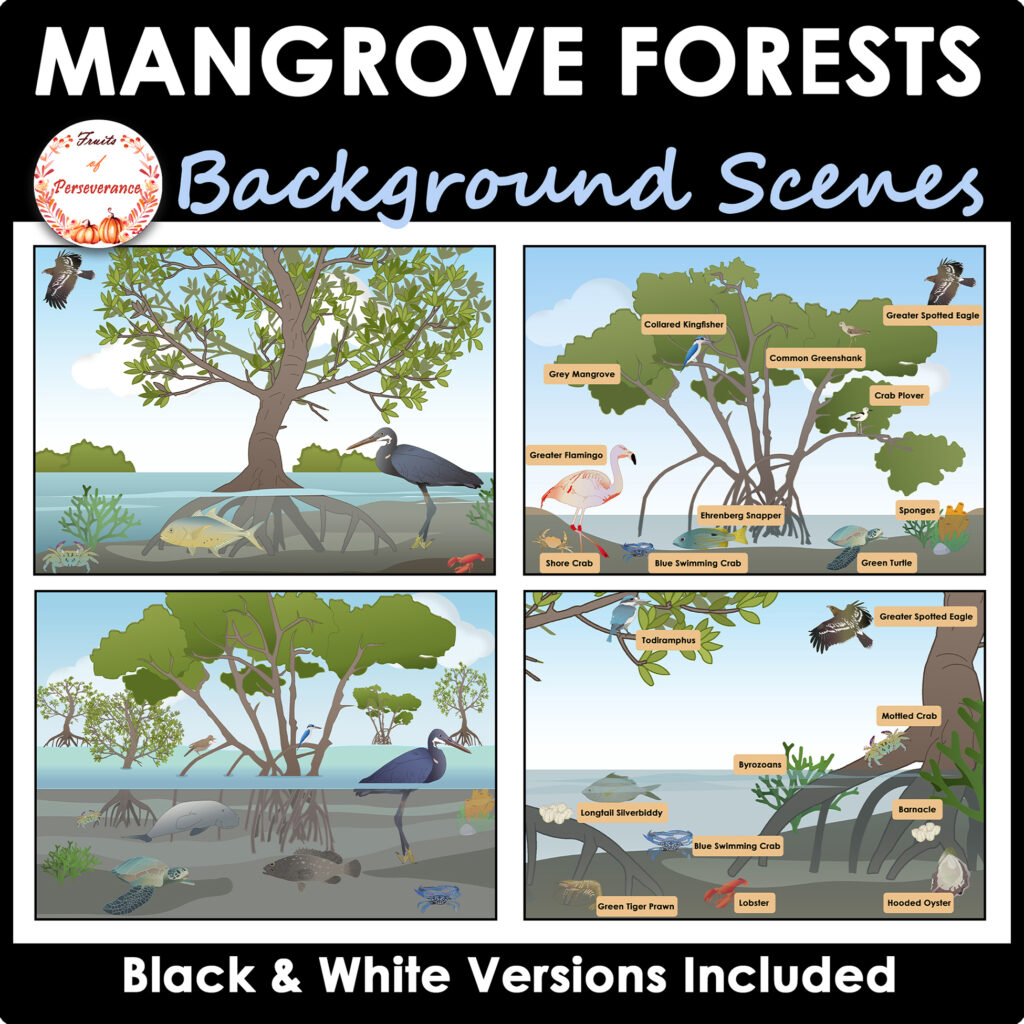 Mangrove Forest Ecosystem Background Scenes Clipart | Everglades and ...
