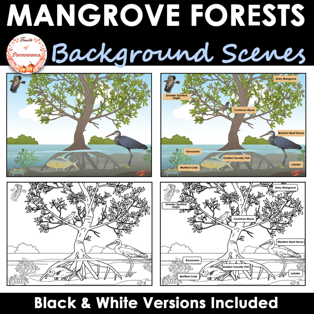 Mangrove Forest Ecosystem Background Scenes Clipart | Everglades and ...